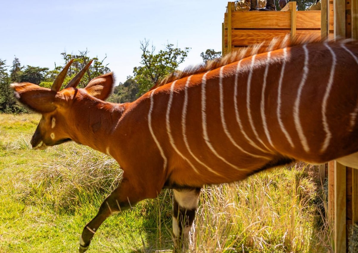 Baboons, bears and antelopes highlight unusual cargoes for logistics giant